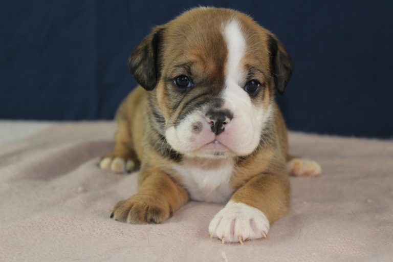 Best Rare Colored Beabull Puppies from Blue Diamonds Pups
