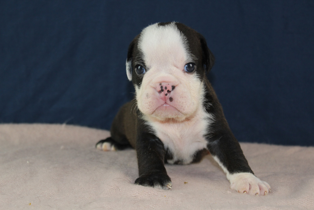 Best Rare Colored Beabull Puppies from Blue Diamonds Pups