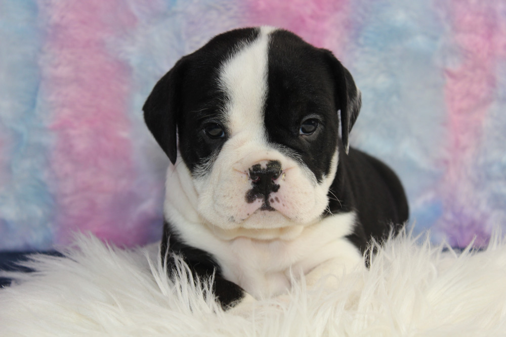 Best Rare Colored Beabull Puppies from Blue Diamonds Pups