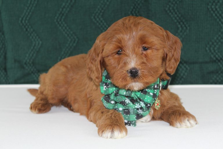 Best Mini Labradoodle Puppies For Sale! Blue Diamond Pups