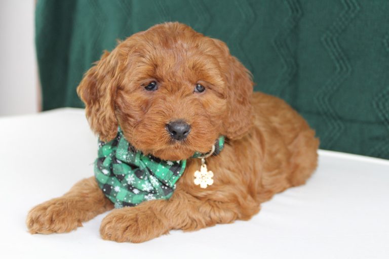 Best Mini Labradoodle Puppies For Sale! Blue Diamond Pups