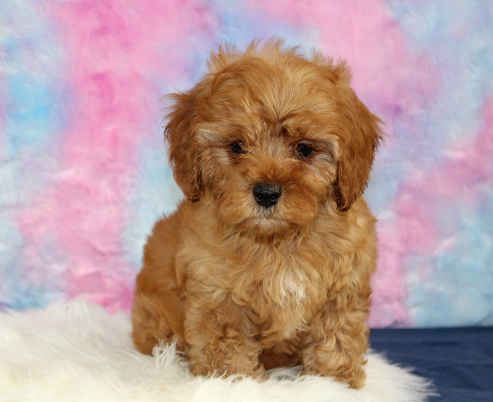Best Designer Cavapoo Puppies for Sale | Blue Diamond Pups