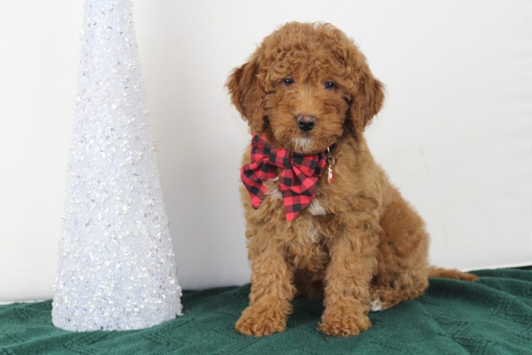 Best Mini Labradoodle Puppies For Sale! Blue Diamond Pups
