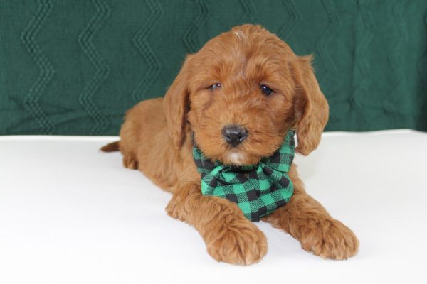 Best Mini Labradoodle Puppies For Sale! Blue Diamond Pups