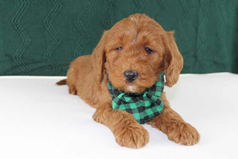 Best Mini Labradoodle Puppies For Sale! Blue Diamond Pups