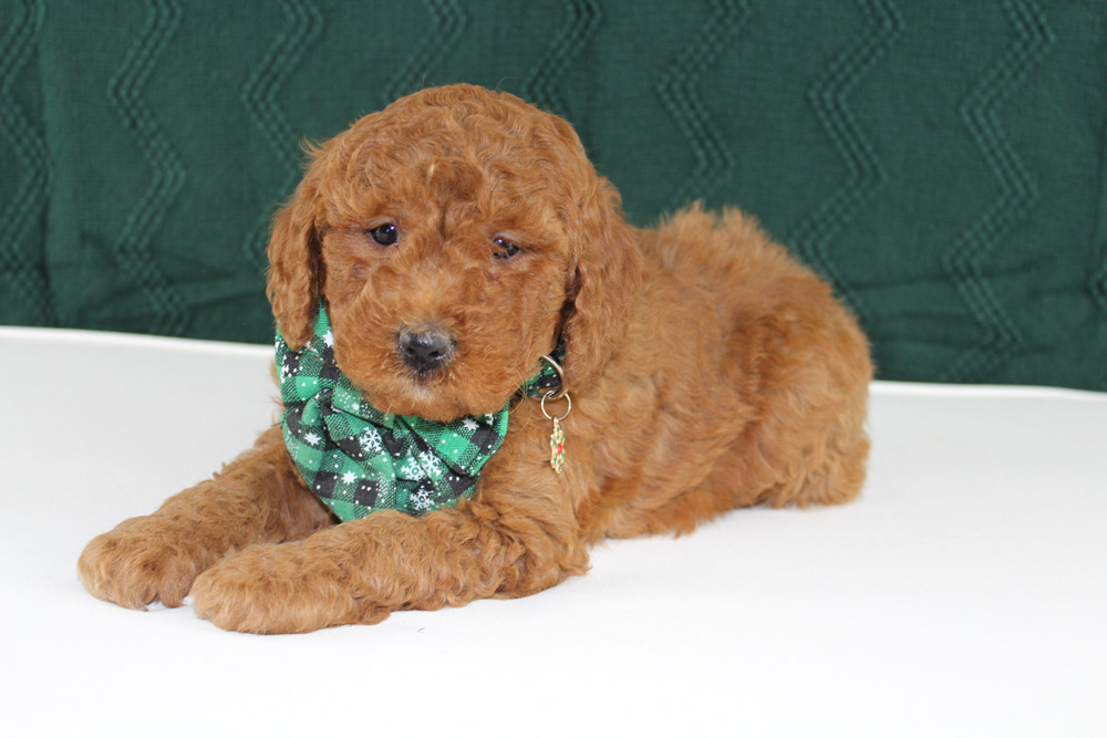 Best Mini Labradoodle Puppies For Sale! Blue Diamond Pups