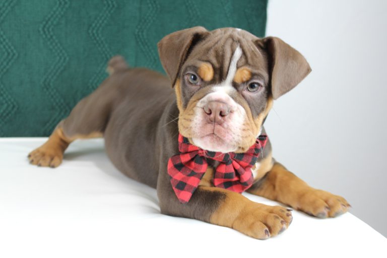 Best Rare Colored Beabull Puppies from Blue Diamonds Pups