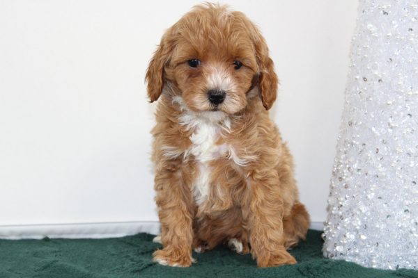 Best Designer Cavapoo Puppies for Sale | Blue Diamond Pups