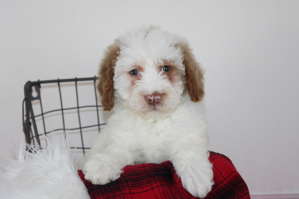 Best Mini Labradoodle Puppies For Sale! Blue Diamond Pups