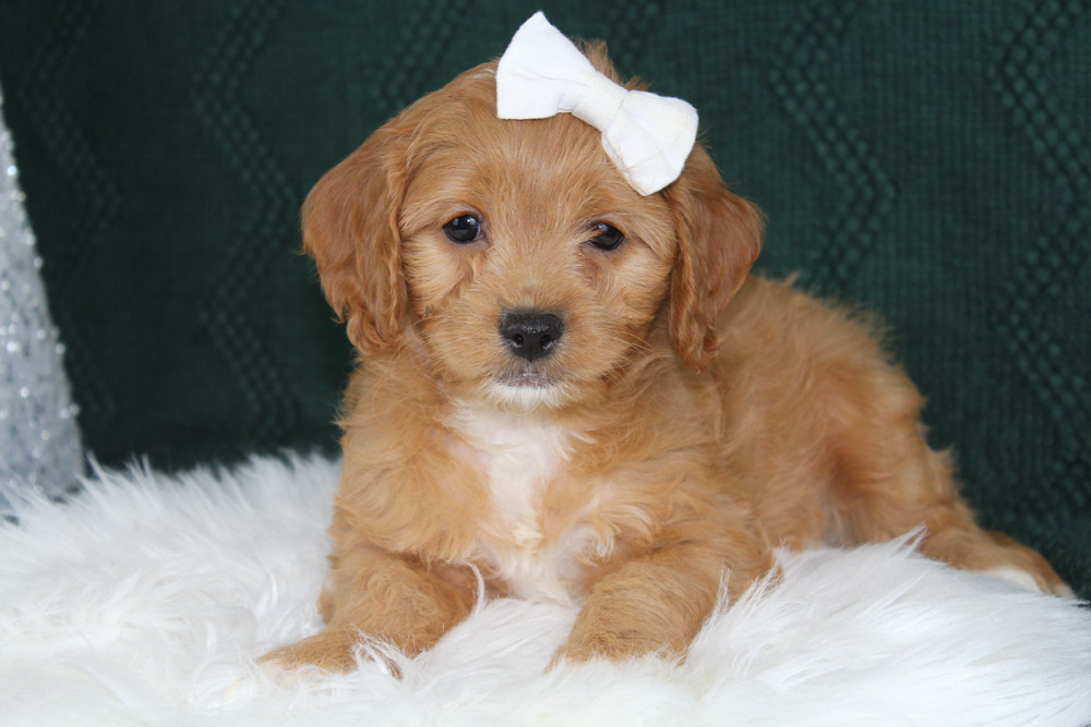 Best Designer Cavapoo Puppies for Sale | Blue Diamond Pups