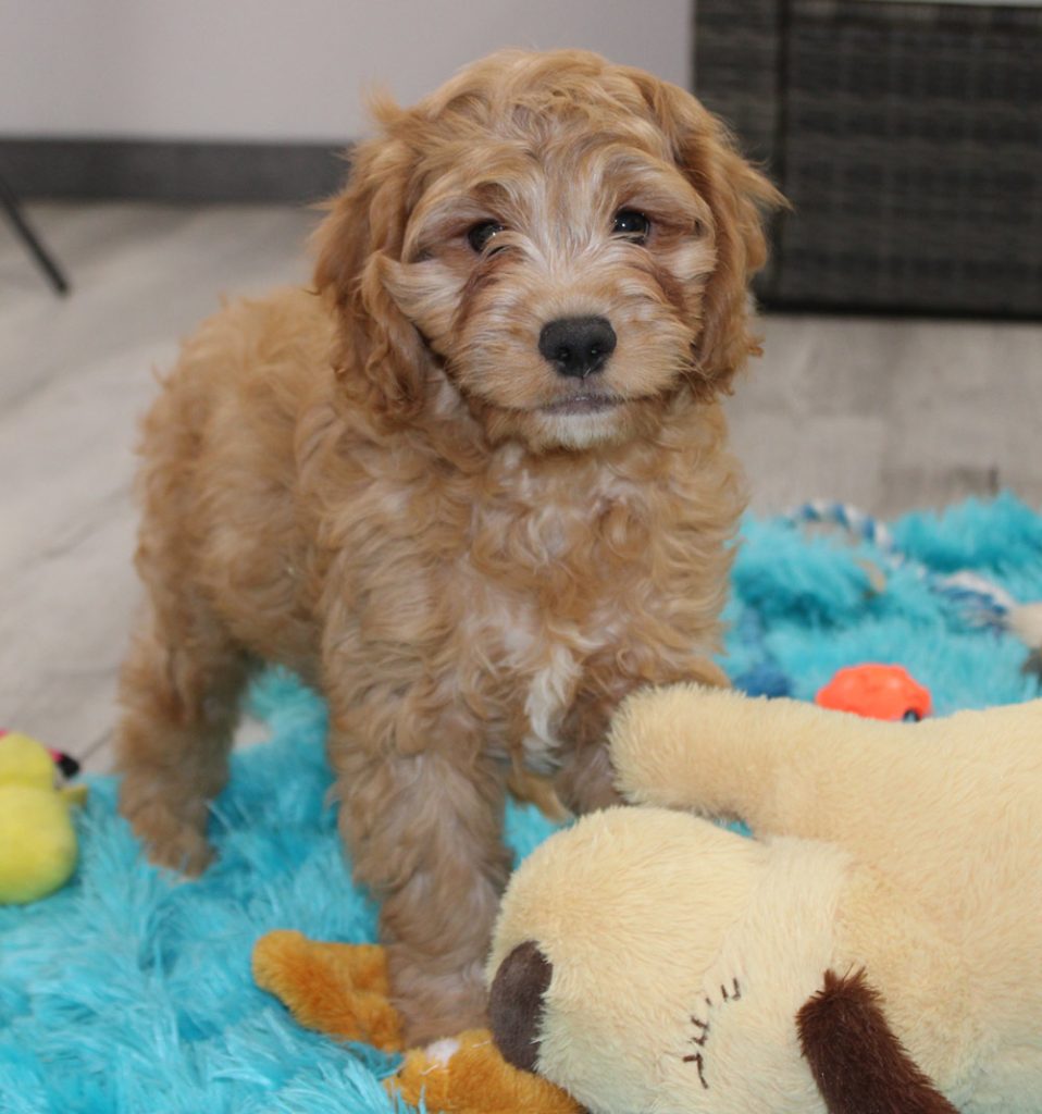 Best Designer Cavapoo Puppies for Sale | Blue Diamond Pups