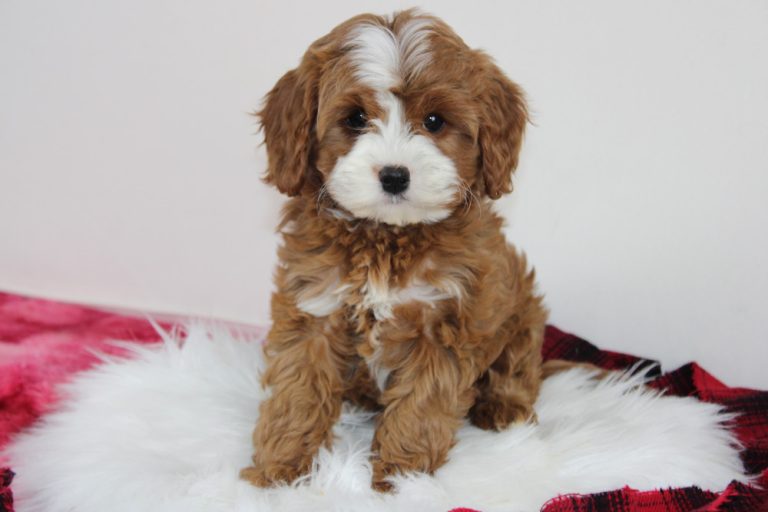 Best Designer Cavapoo Puppies for Sale | Blue Diamond Pups