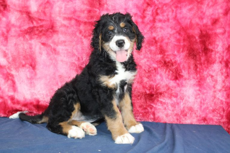 Best Boutique Designer Puppies for Sale | Blue Diamond