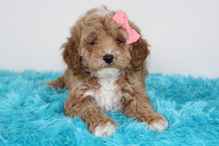 Best Designer Cavapoo Puppies for Sale | Blue Diamond Pups