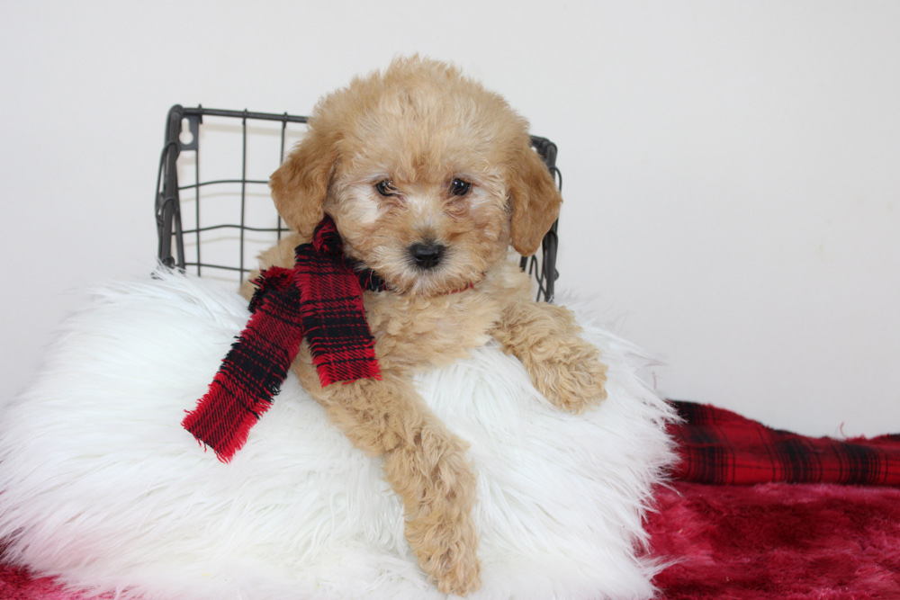 Best Mini Labradoodle Puppies For Sale! Blue Diamond Pups