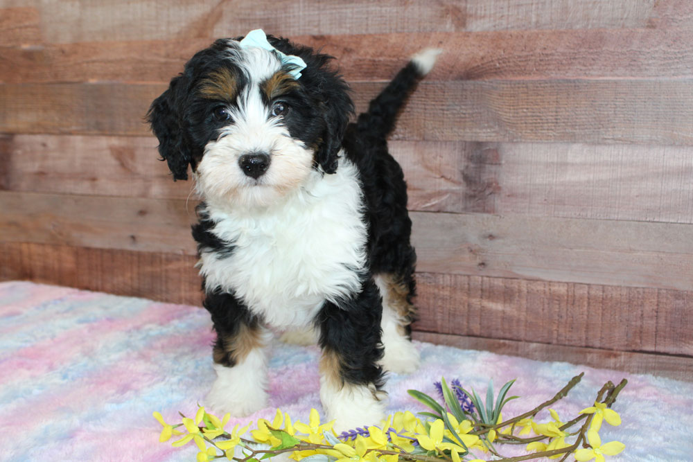 Custard - Blue Diamond Family Pups