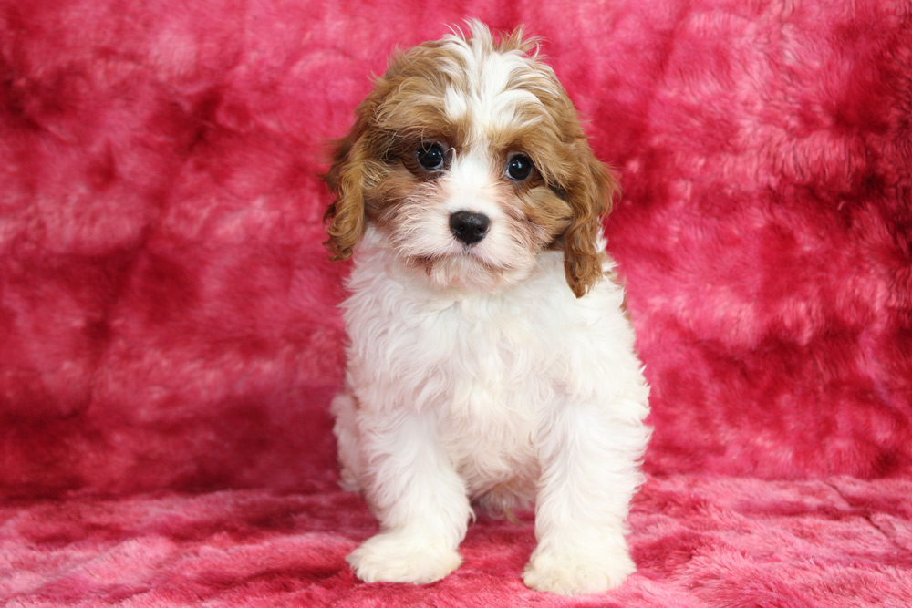 Best Designer Cavapoo Puppies for Sale | Blue Diamond Pups