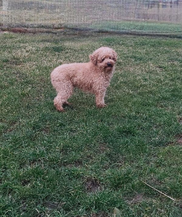 Little Red - Blue Diamond Family Pups