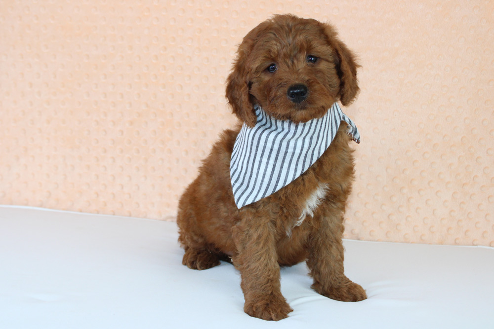 Best Mini Labradoodle Puppies For Sale! Blue Diamond Pups