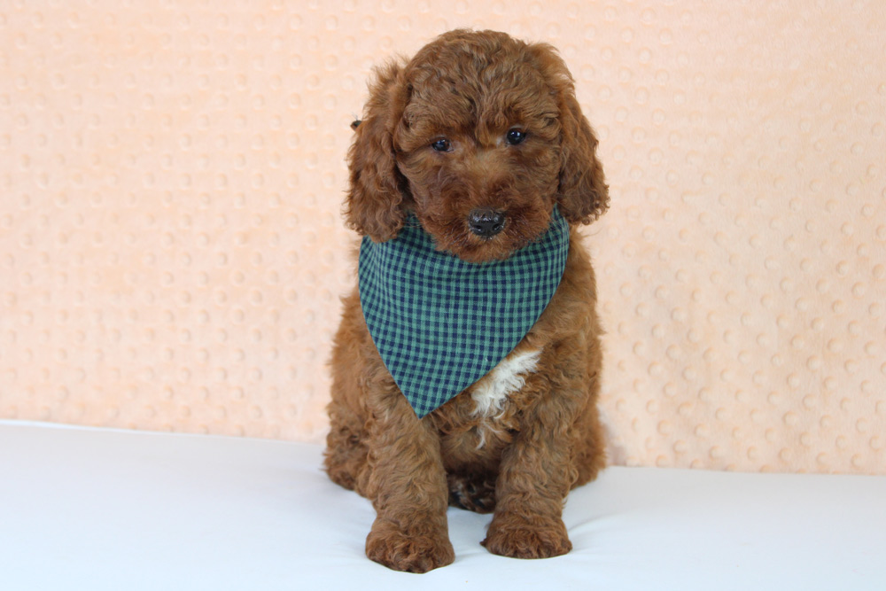 Best Mini Labradoodle Puppies For Sale! Blue Diamond Pups