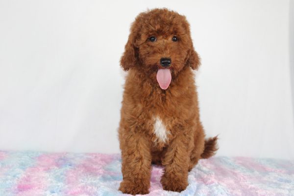Best Mini Labradoodle Puppies For Sale! Blue Diamond Pups