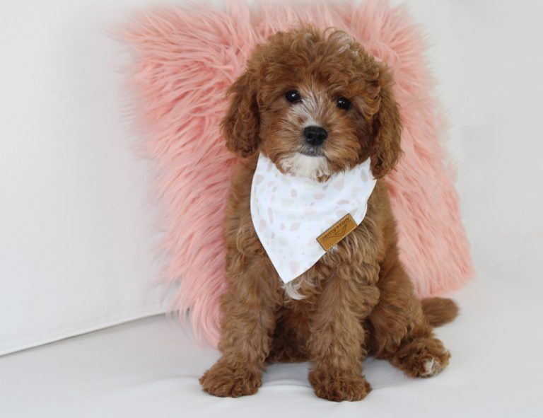 Best Designer Cavapoo Puppies for Sale | Blue Diamond Pups