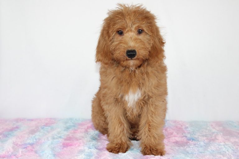 Best Mini Labradoodle Puppies For Sale! Blue Diamond Pups