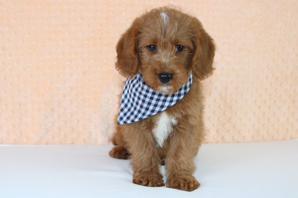 Best Mini Labradoodle Puppies For Sale! Blue Diamond Pups