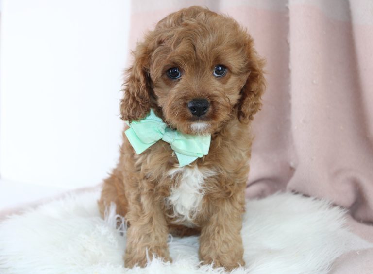 Best Designer Cavapoo Puppies for Sale | Blue Diamond Pups