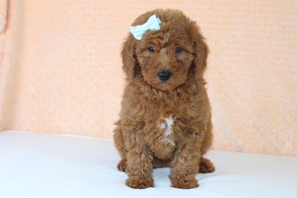 Best Mini Labradoodle Puppies For Sale! Blue Diamond Pups
