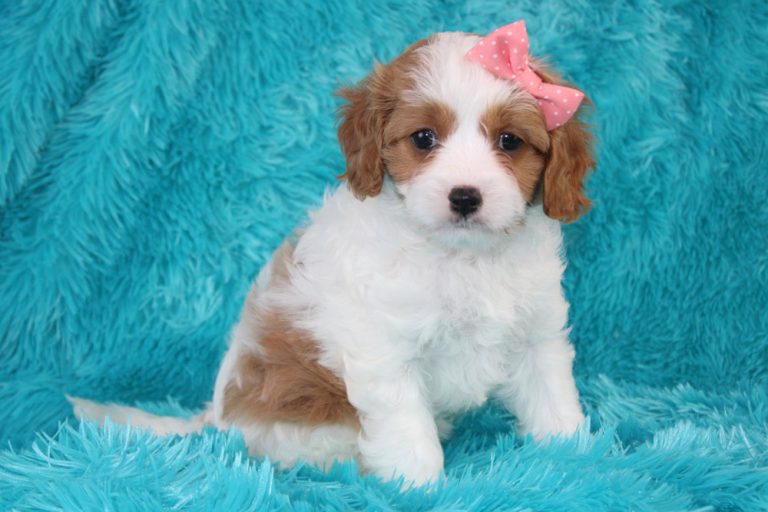 Best Designer Cavapoo Puppies for Sale | Blue Diamond Pups