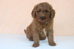 Best Mini Labradoodle Puppies For Sale! Blue Diamond Pups