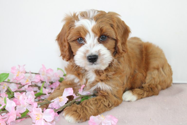 Best Designer Cavapoo Puppies for Sale | Blue Diamond Pups
