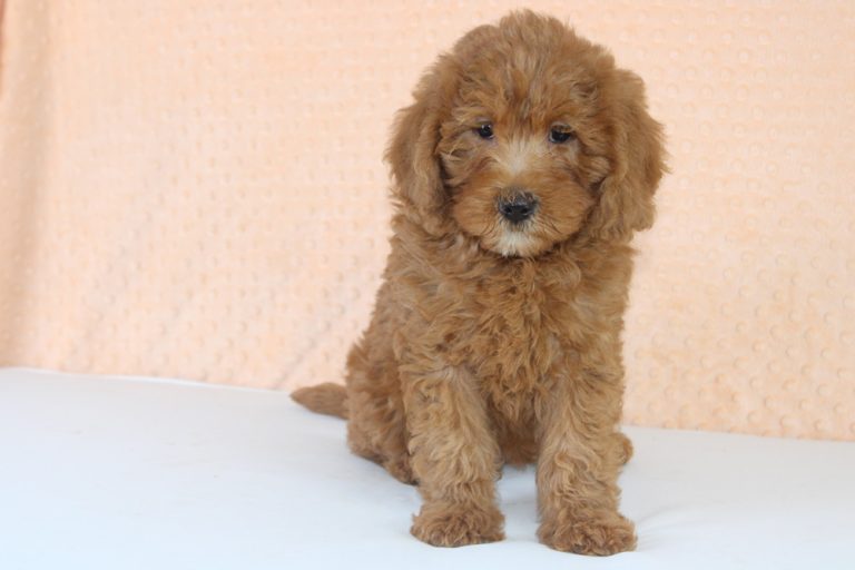 Best Mini Labradoodle Puppies For Sale! Blue Diamond Pups