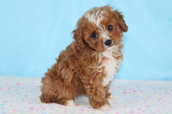 Best Designer Cavapoo Puppies for Sale | Blue Diamond Pups