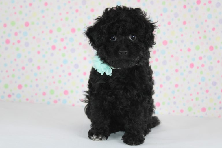 Best Designer Cavapoo Puppies for Sale | Blue Diamond Pups