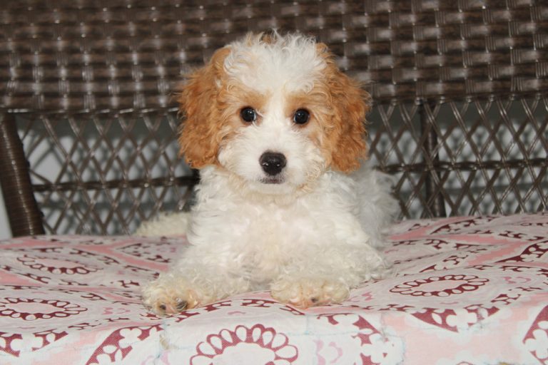 Best Designer Cavapoo Puppies for Sale | Blue Diamond Pups