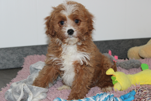 Best Designer Cavapoo Puppies for Sale | Blue Diamond Pups