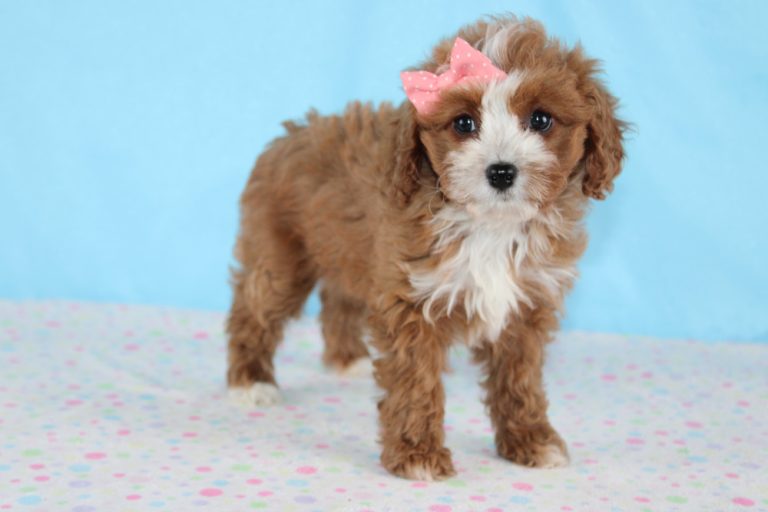 Best Designer Cavapoo Puppies for Sale | Blue Diamond Pups