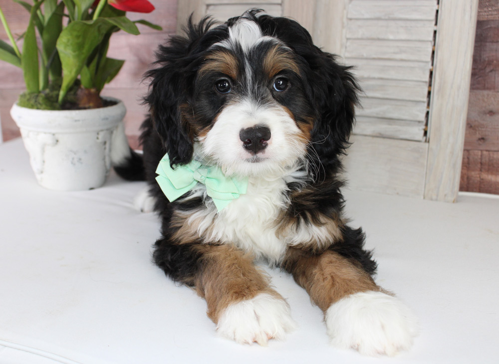 Masin - Blue Diamond Family Pups