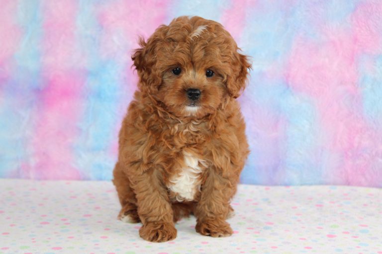 Best Designer Cavapoo Puppies for Sale | Blue Diamond Pups