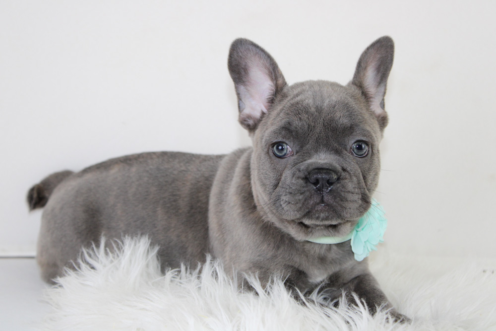 Pyper - Blue Diamond Family Pups