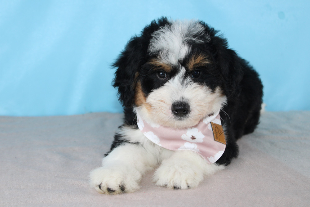 Sienna - Blue Diamond Family Pups