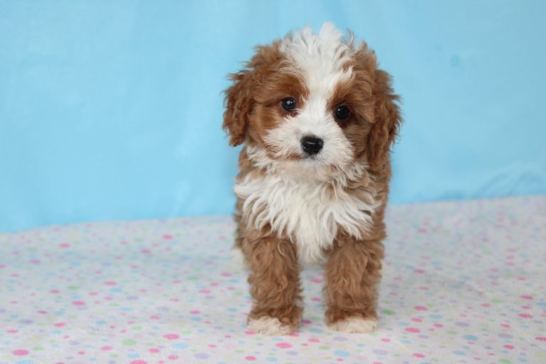 Best Designer Cavapoo Puppies for Sale | Blue Diamond Pups