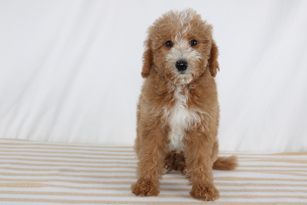 Best Mini Labradoodle Puppies For Sale! Blue Diamond Pups