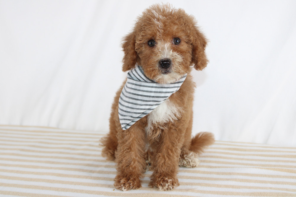 Best Mini Labradoodle Puppies For Sale! Blue Diamond Pups