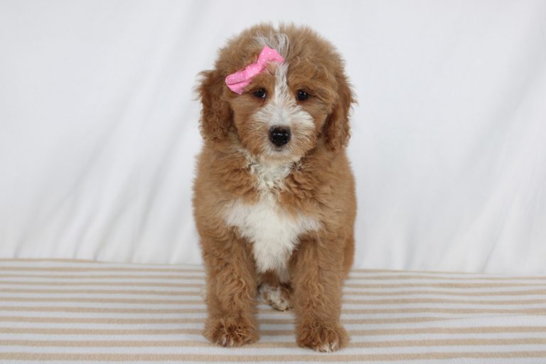 Best Mini Labradoodle Puppies For Sale! Blue Diamond Pups