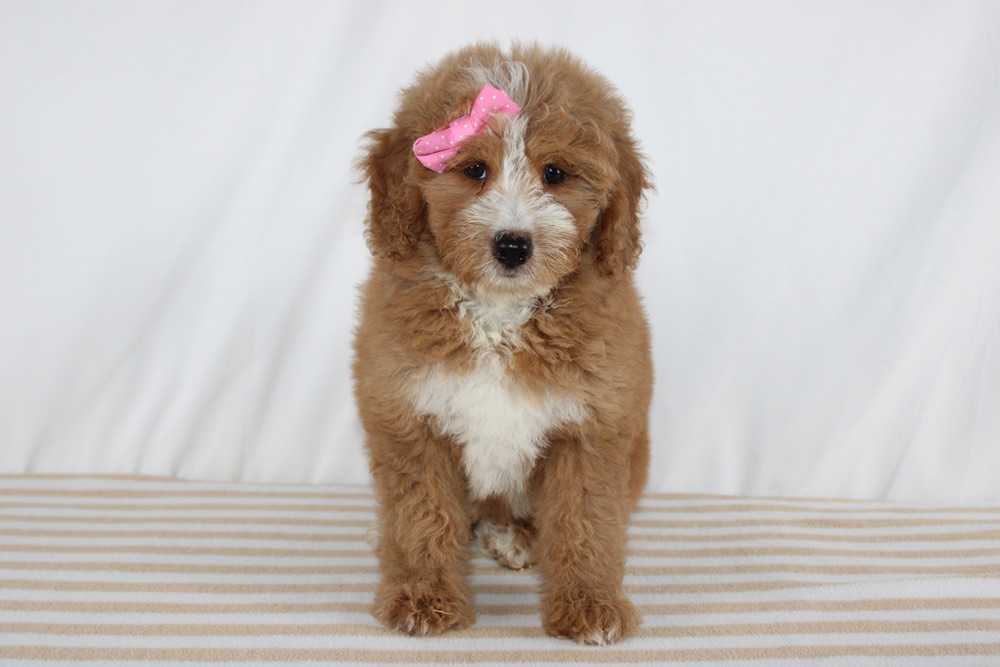 Best Mini Labradoodle Puppies For Sale! Blue Diamond Pups
