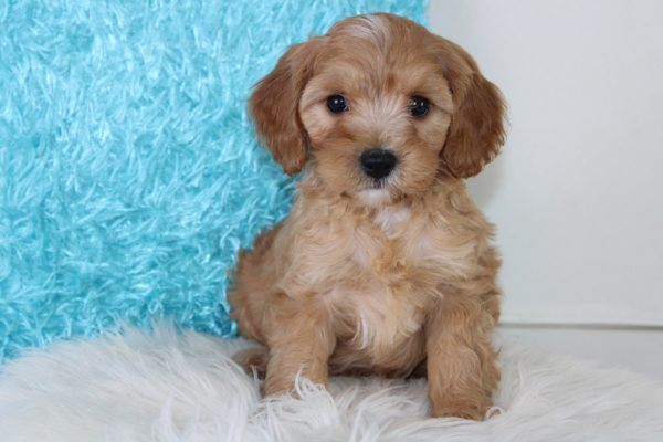 Best Designer Cavapoo Puppies for Sale | Blue Diamond Pups