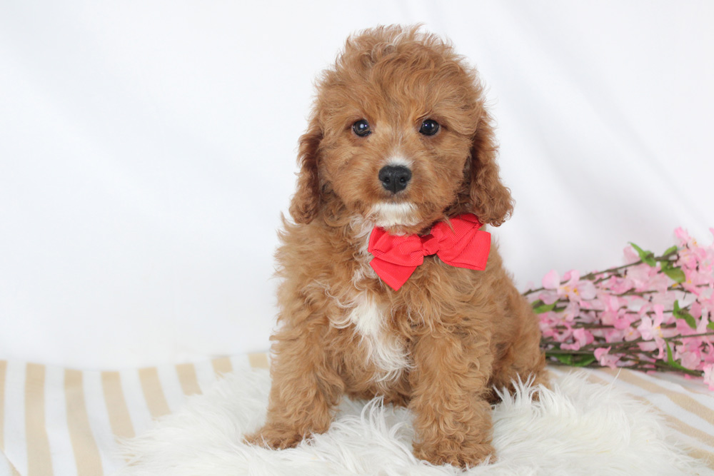 Best Designer Cavapoo Puppies for Sale | Blue Diamond Pups